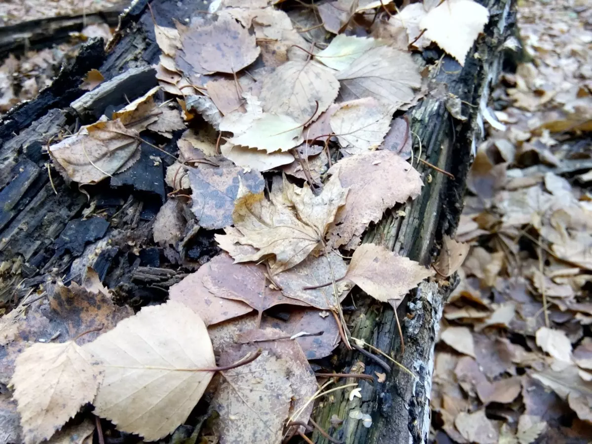 Střelba na ulici