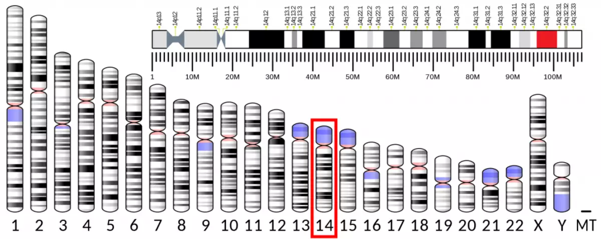 Proteína recentemente descoberta pode nos livrar permanentemente de um resfriado 1490_3