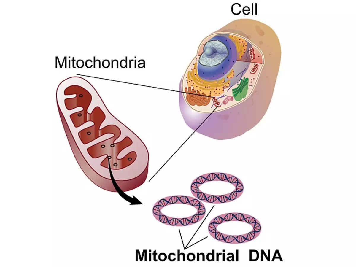 Who are we more like genetically, on mom or dad? 15740_2