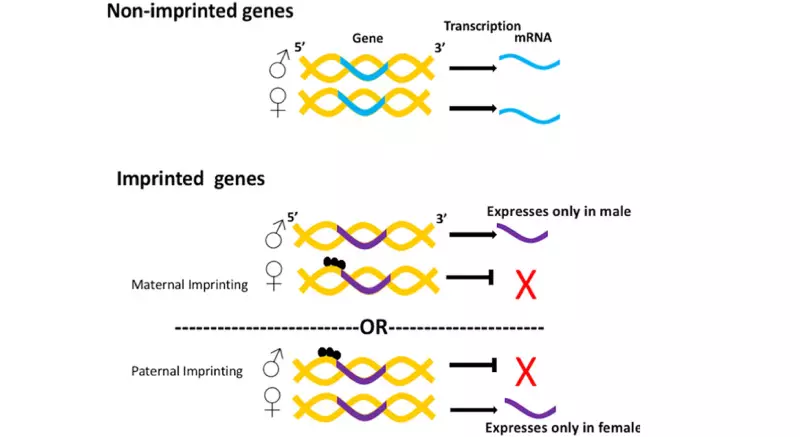 Sino ang mas gusto namin genetically, sa ina o ama? 15740_3