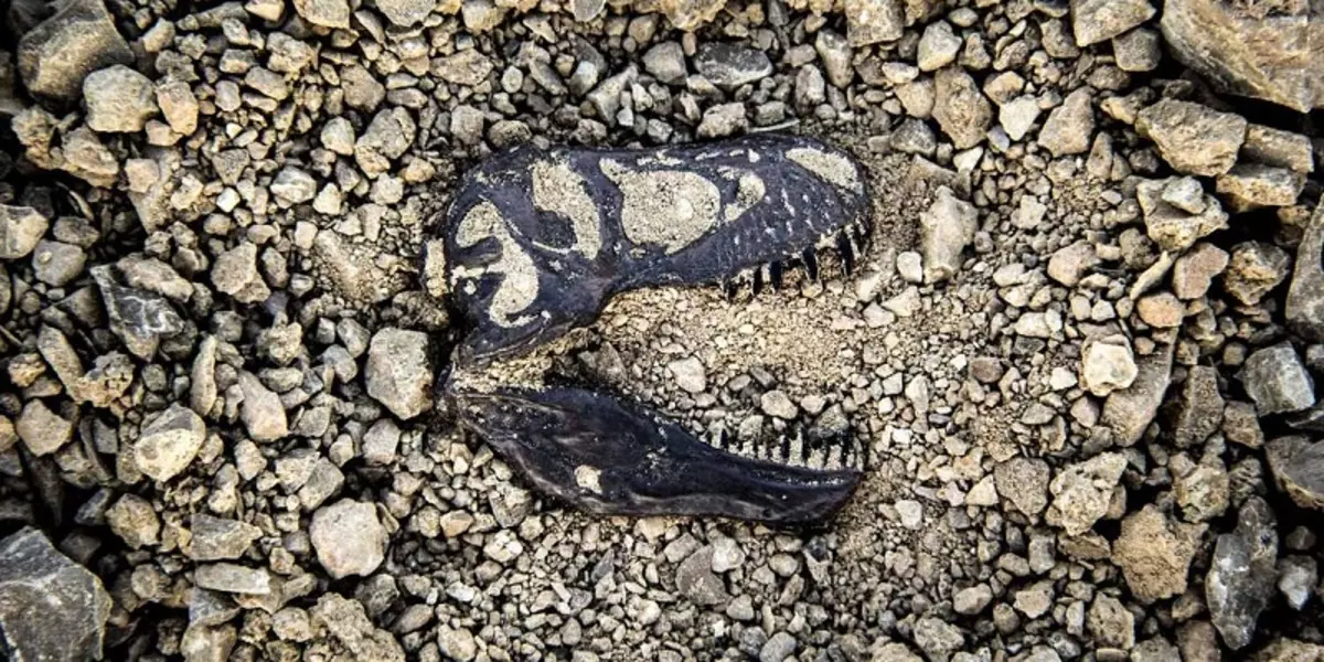 Sorprendentemente, pero o feito - é a extinción masiva que fixo a vida na terra máis diversa