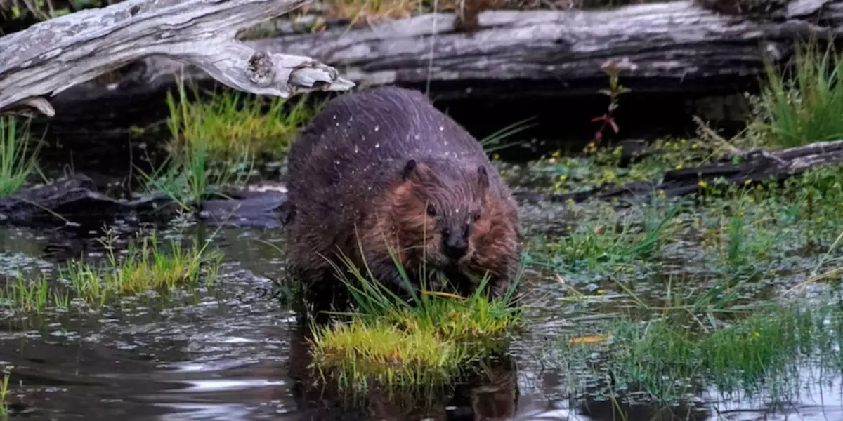 Beaver turi juostos etiketės pluoštą