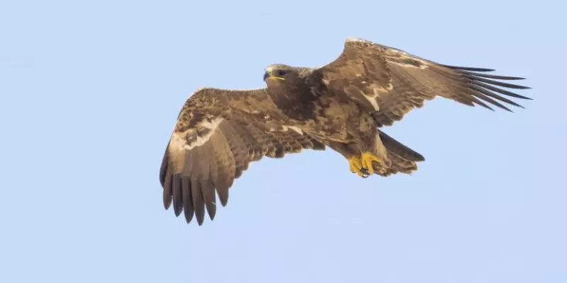 Ndege katika kuzunguka: Eagles walitoka kutoka Russia karibu na wasimamizi wa ornithologists