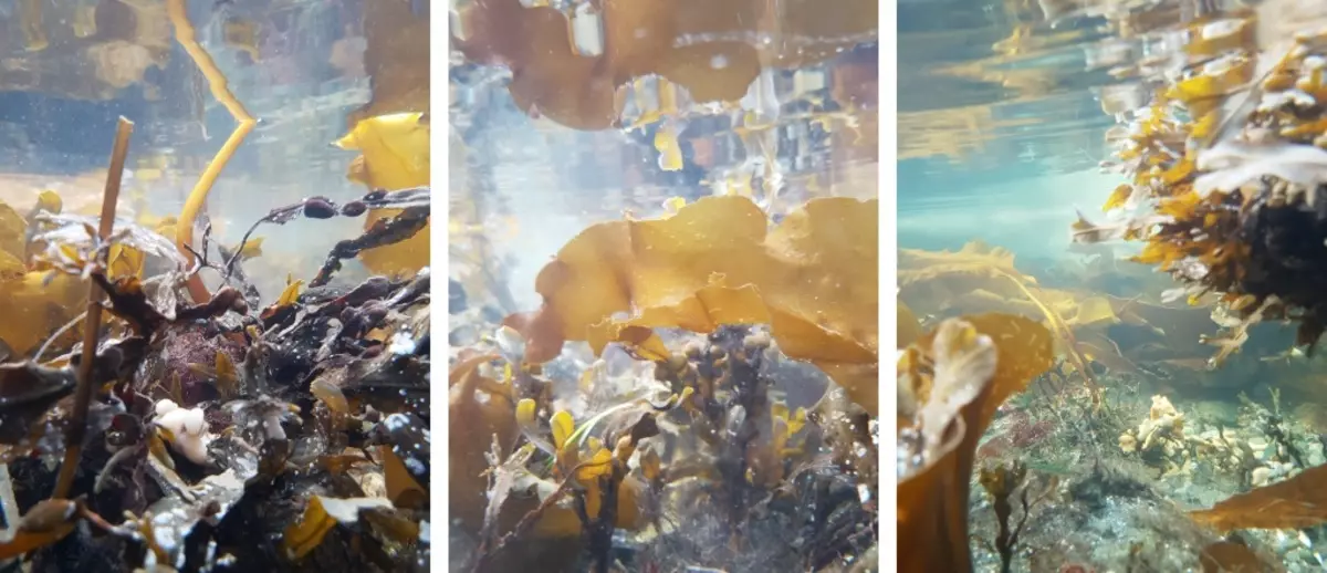 Samsung Galaxy S7 él a víz alatt