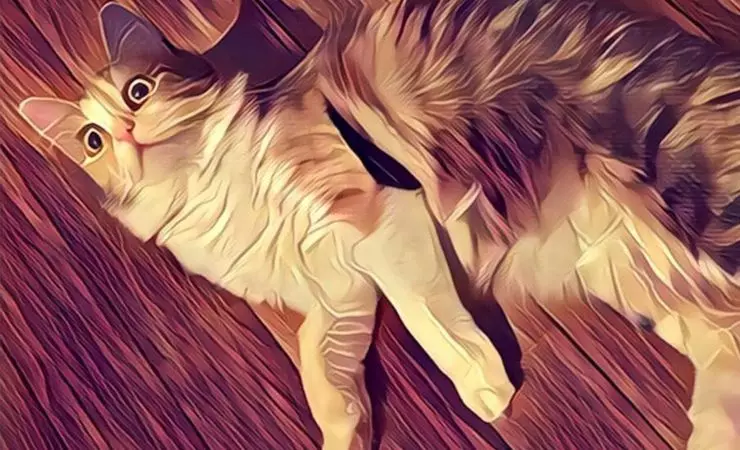 Aplikasi prisma bakal bisa ngolah video