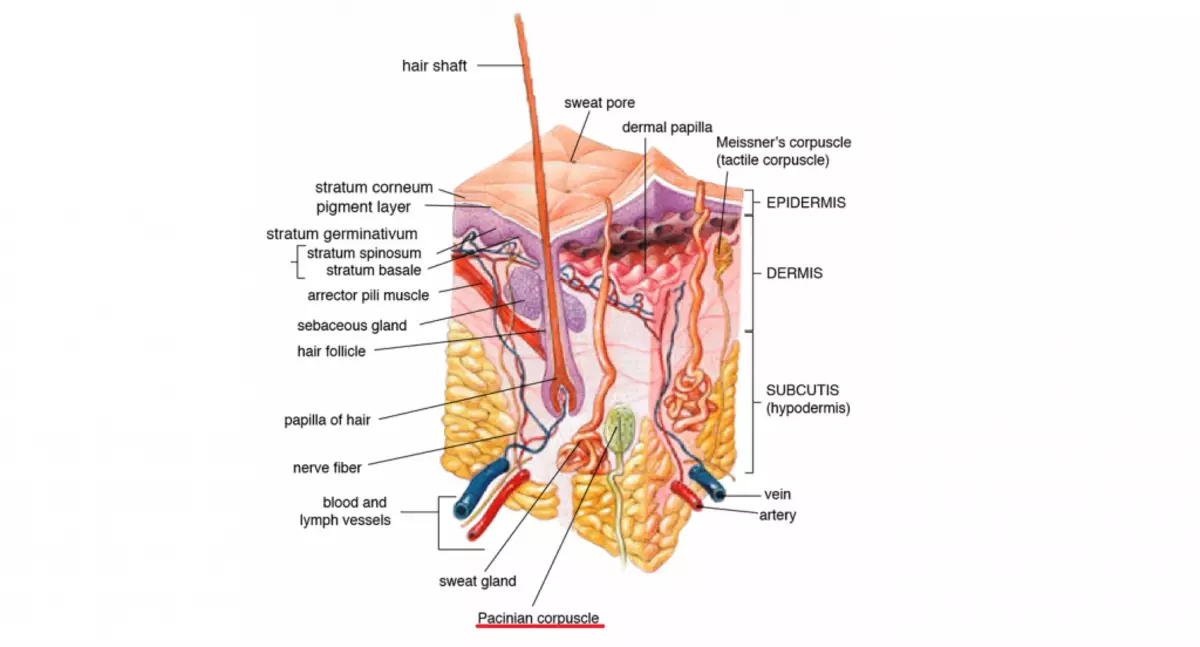 Why do we need papillary patterns on your fingers? 4251_3