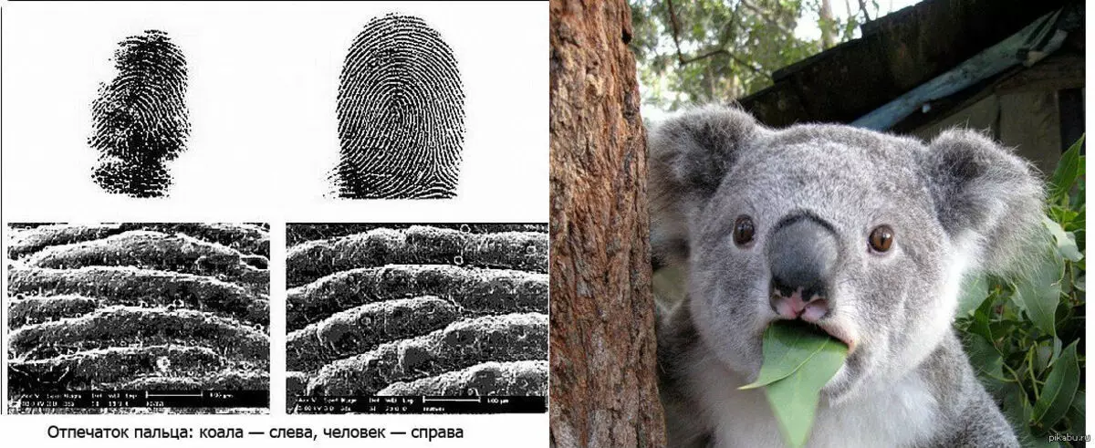 Pictures on request Koala fingerprints