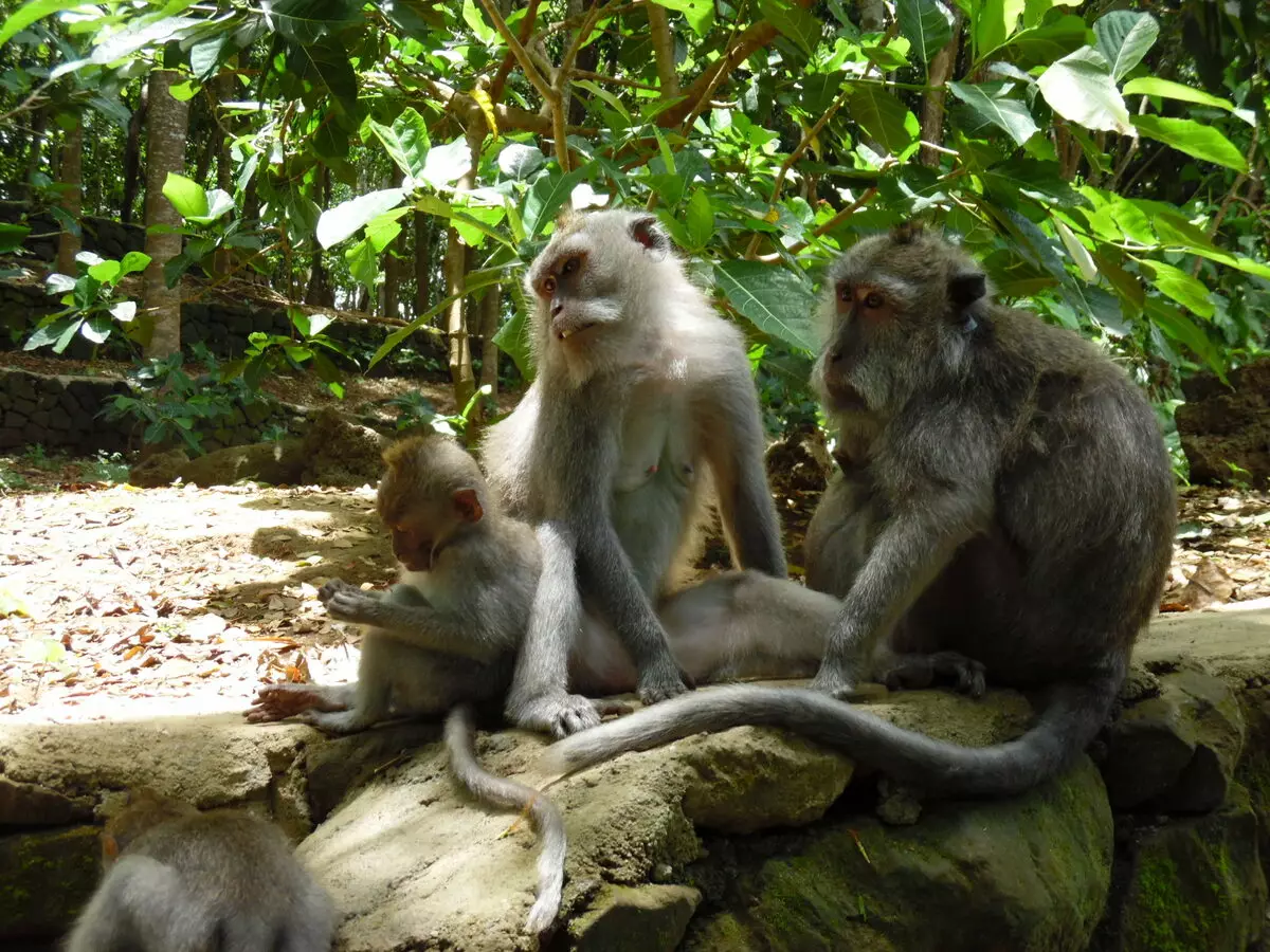 Gikan sa mga Hamsters hangtod sa Baboons: Ang mga hayop nga nagtabang sa mga siyentipiko nakasabut sa Coronavirus 9143_4